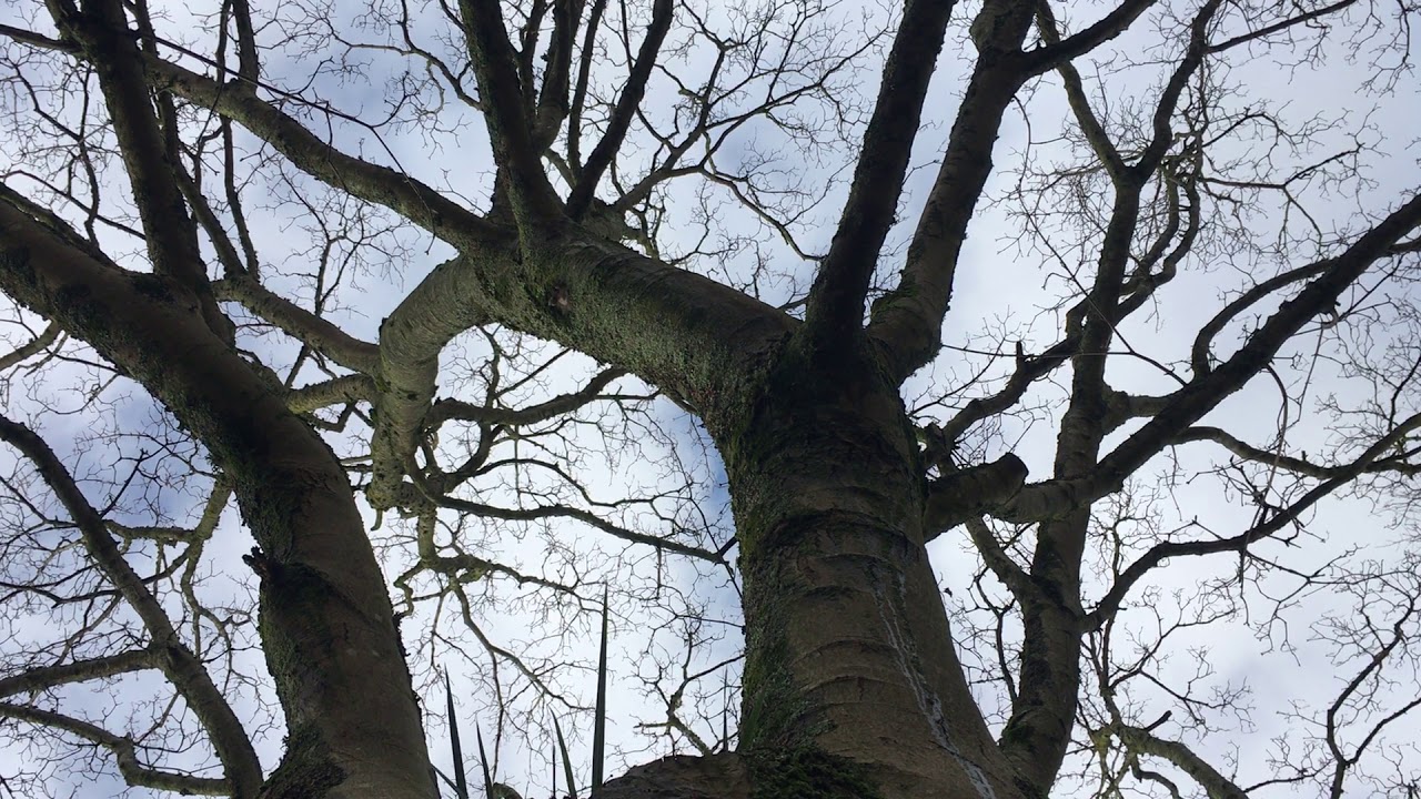 Sycamore - canopy - December 2019 - YouTube