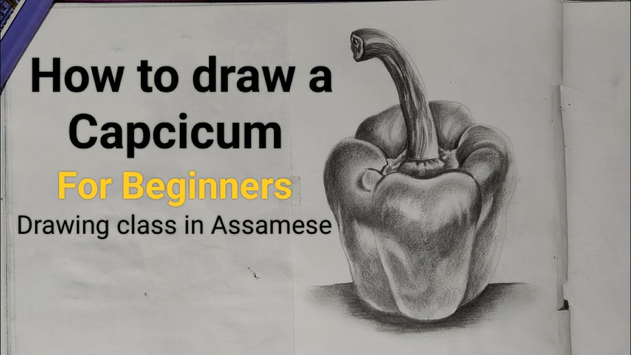 How to draw a Capcicum ll Pencil shading for Beginners ll - YouTube