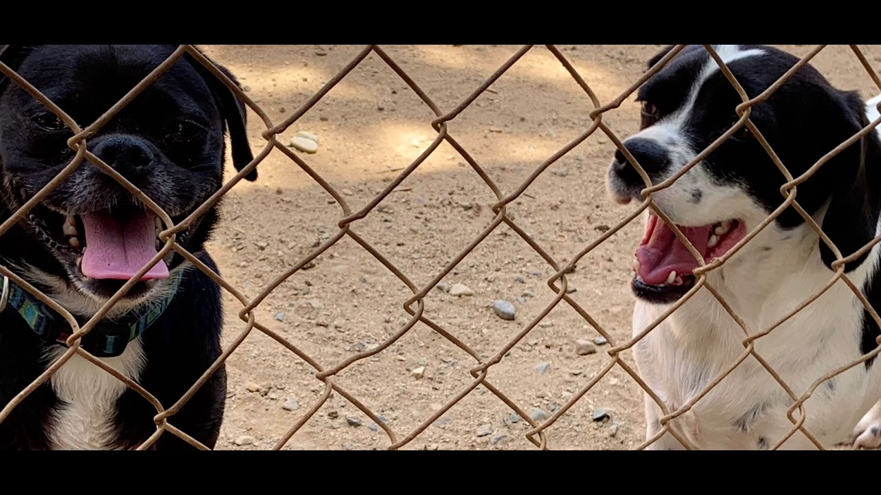 Cute dog slideshow part 2 - YouTube