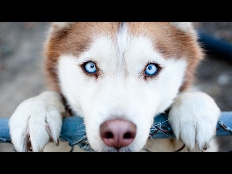 Maviş Sibirya Kurtlarının (Husky Yavrusu) En Sevimli Halleri