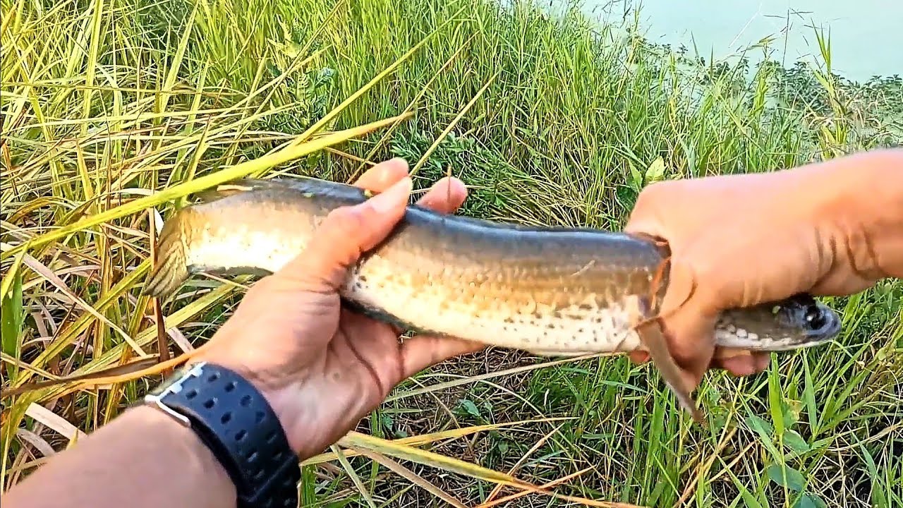 MANCING Casting IKAN GABUS , PREDATOR TERGANAS DI RAWA KARPET HIJAU ...