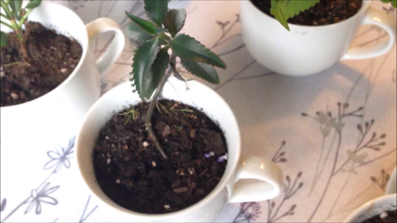Happy Plants Happy Life (Plant Update - July 2020) - YouTube