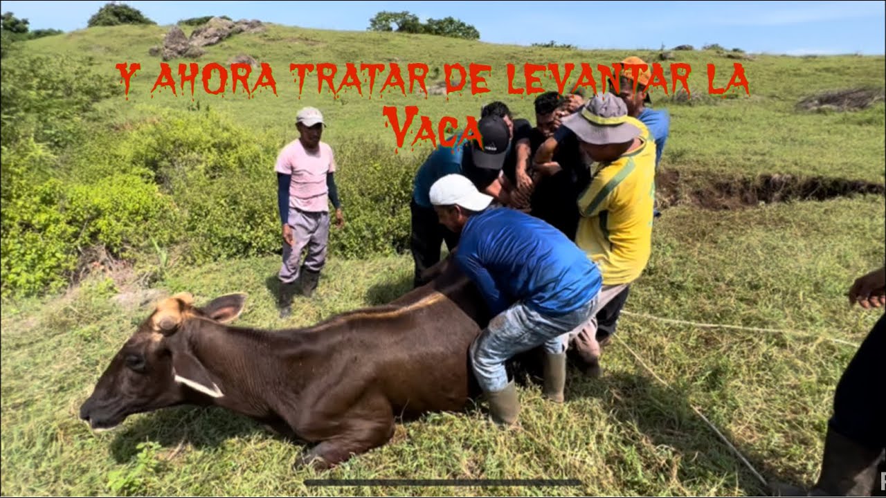 Tratando de levantar una Vaca caída después del rescate - YouTube