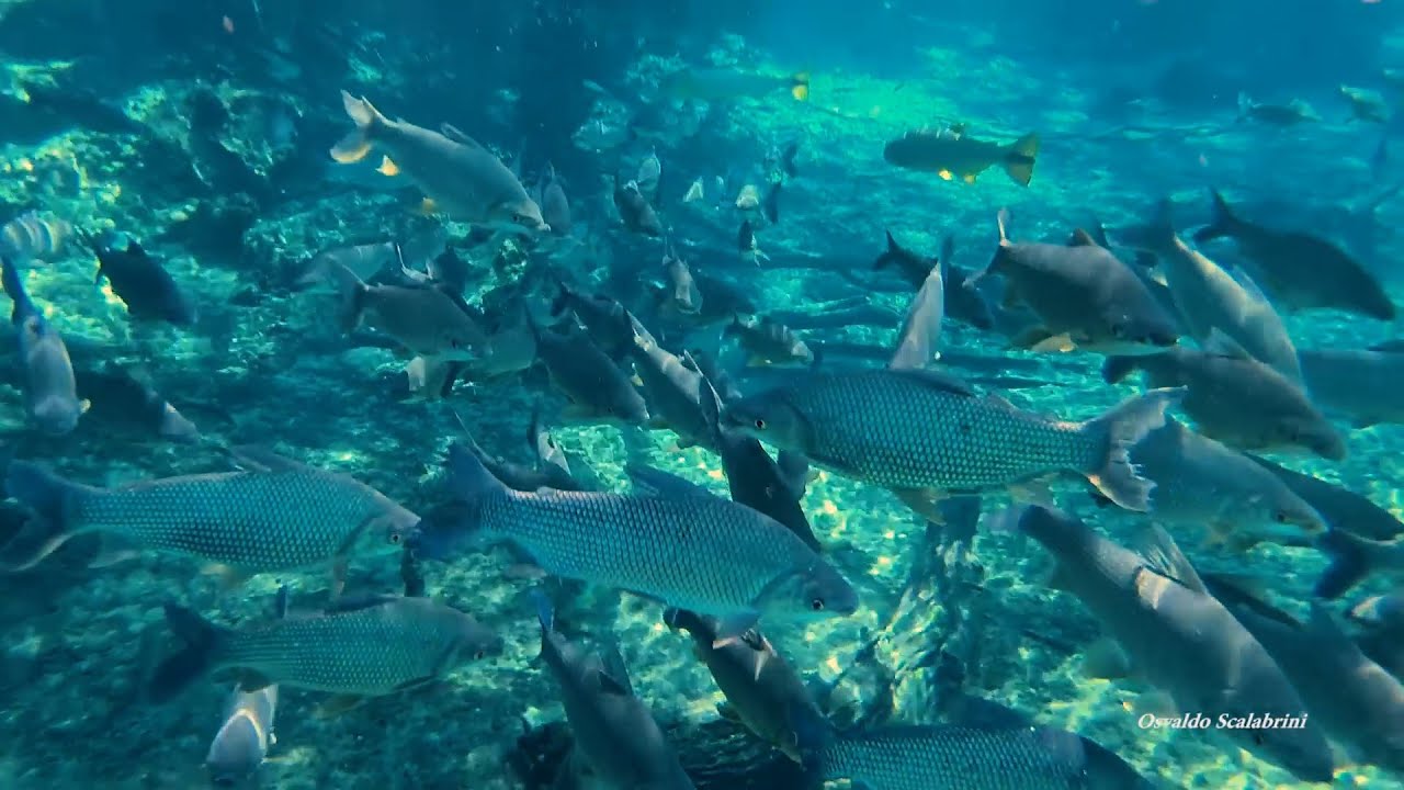 FLUTUAÇÃO NO RIO DA PRATA, PEIXE CURIMBATÁ, CURIMBA (PROCHILODUS ...