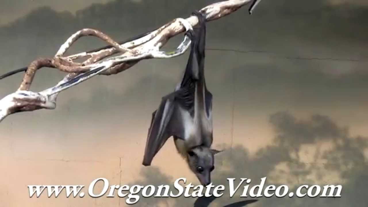 Vampire Bat Sleeping, Royalty Free Video, Pond5, Videohive, Ebay - YouTube
