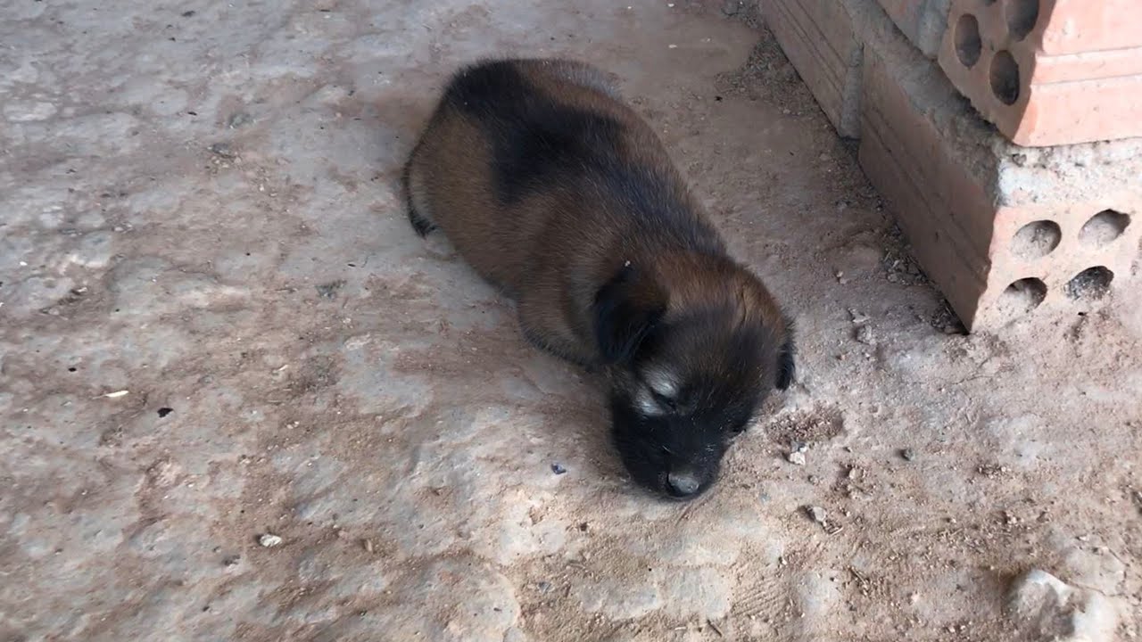 Help Sad Puppy And Make Puppy Happy - YouTube