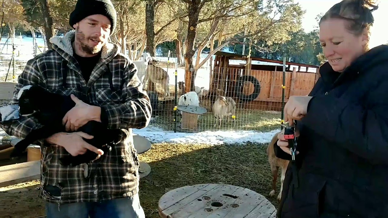 How to ear tag and microchip goats - YouTube