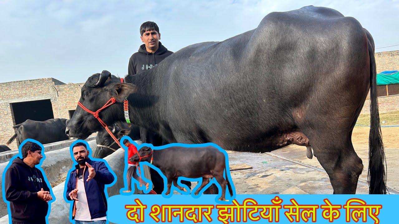 लाडो डेयरी फ़ार्म पर दुसरे ब्यांत की दो शानदार ग्याबन झौटी सेल के लिए । Ramesh beniwal-: 816 ...