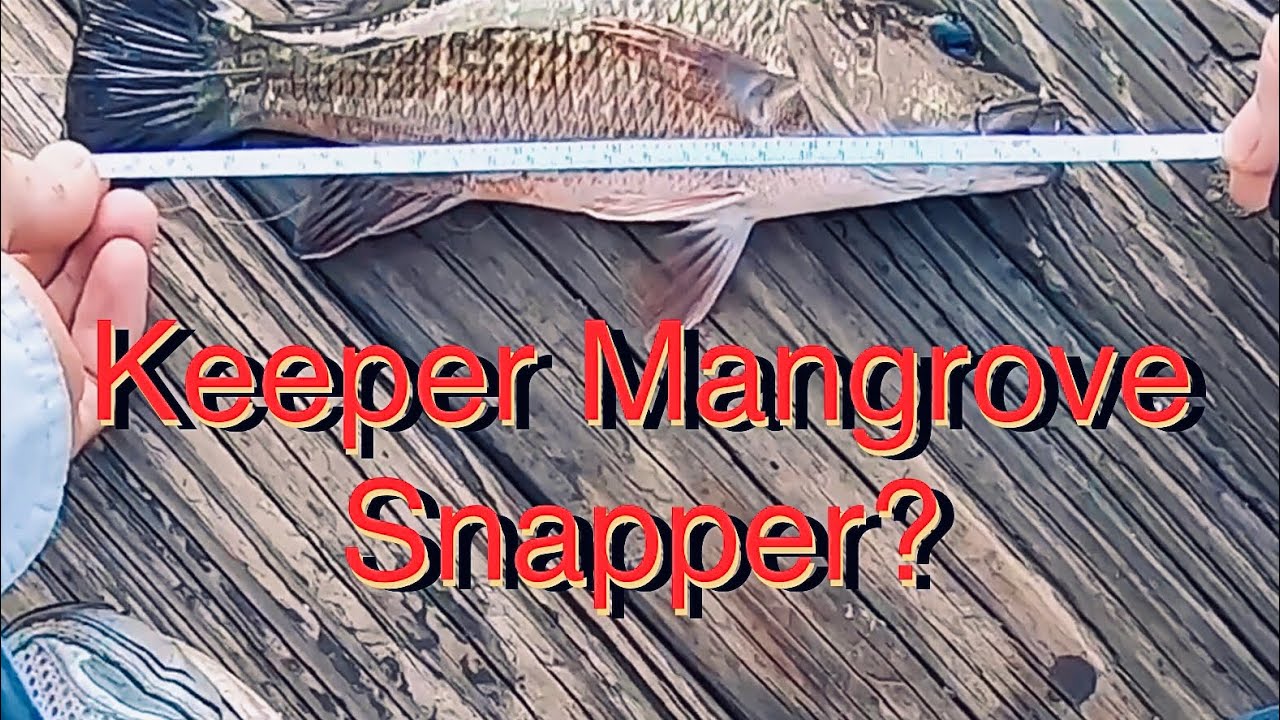 Catching Keeper Mangrove Snapper - YouTube