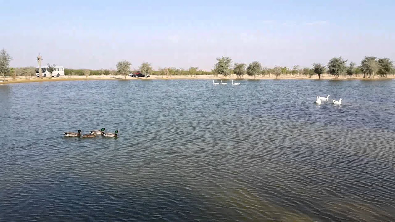 Al-Qudra Lake, Ghadeer Barashy, Desert of Dubai - YouTube