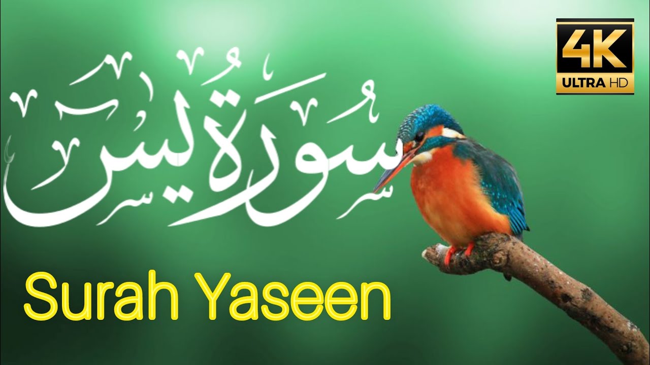 Surah Yaseen Shareef With Beautiful Voice | Meri Dunya Quraan Mein Hai - YouTube