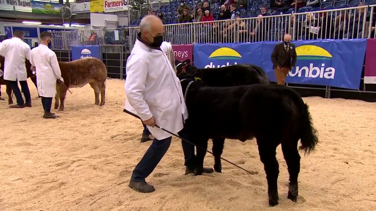 Pencampwriaeth y Biff Ifanc - Baby Beef Championship - YouTube