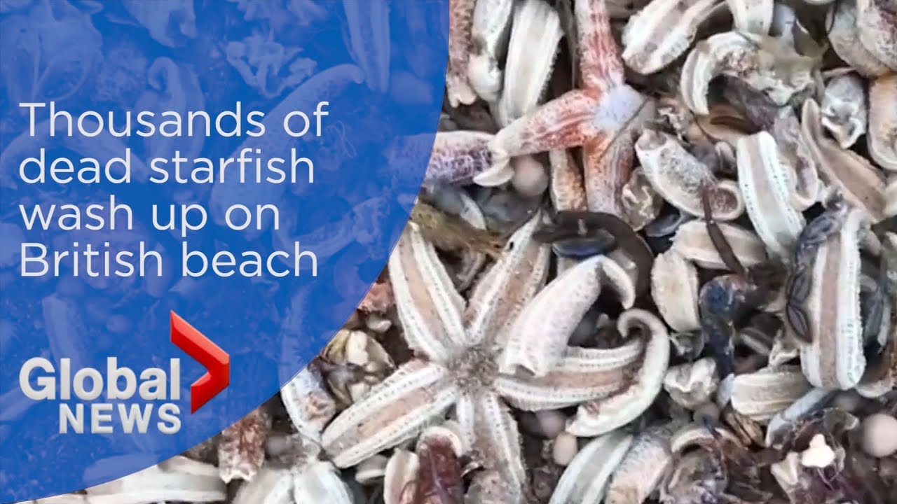Thousands of dead starfish wash up on British beach - YouTube