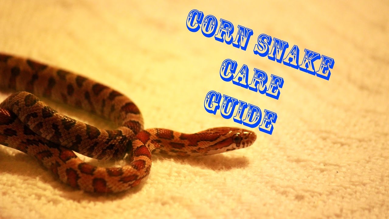 Corn snake care guide With a CO-HOST!! - YouTube