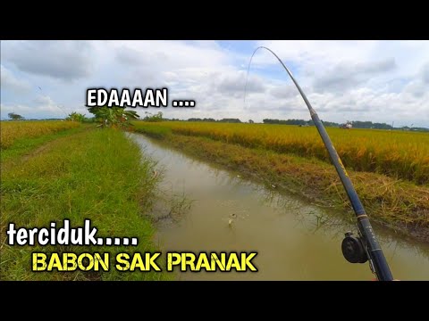 Mancing ikan nila di sungai yang belum pernah di pancing - YouTube