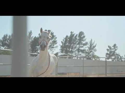 Menem Hezreti Abbas Horse Rider