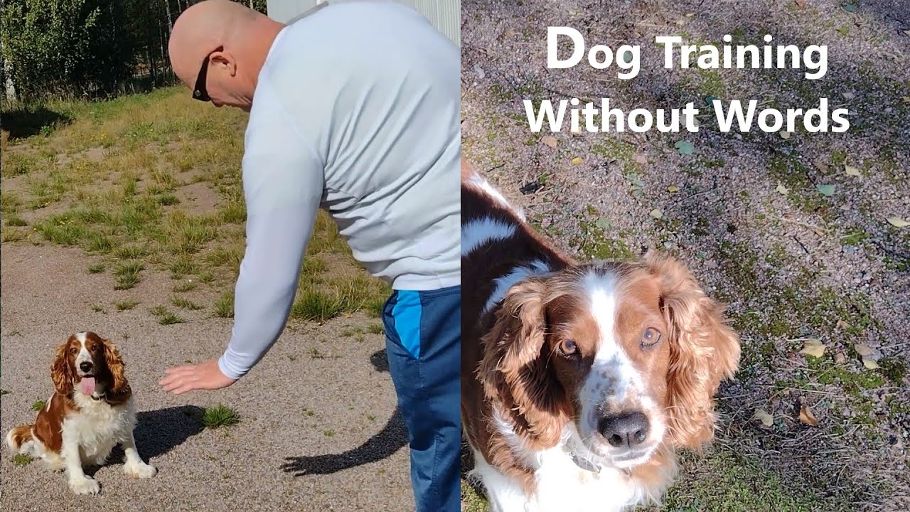 Dog Training with Hand Signals (Gestures) | Springer Spaniel - YouTube