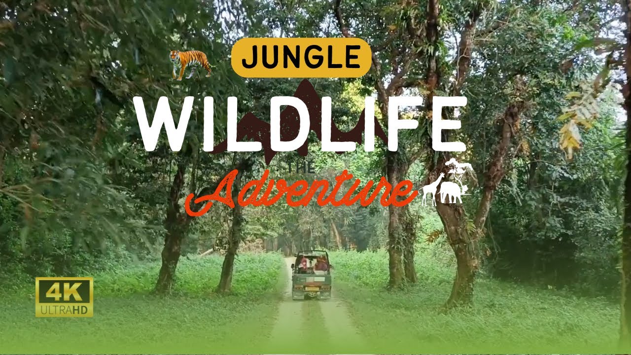Jungle Safari in Gorumara National Park | Dooars | Himalayan - YouTube