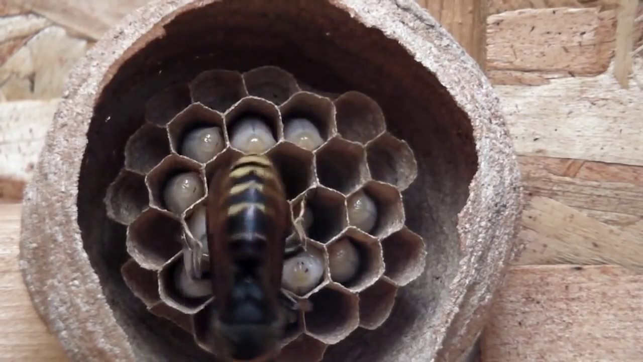 Hive - YouTube
