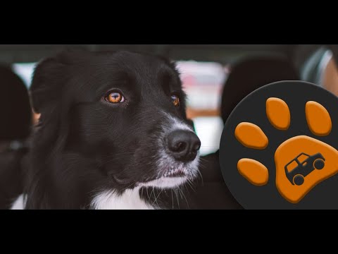 Paws en route: Any Pet. Any Time. Any Place. - YouTube