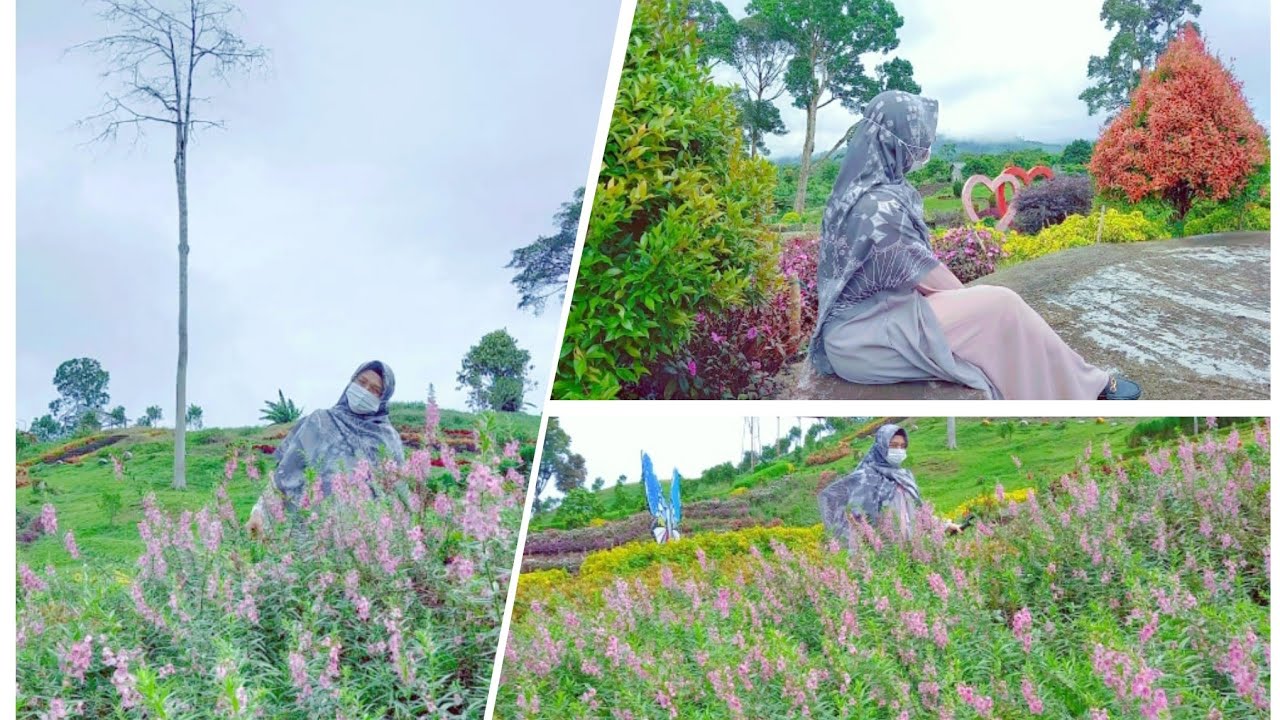Kebun Bunga Sumatera Barat - Taman Bunga Tonang - YouTube