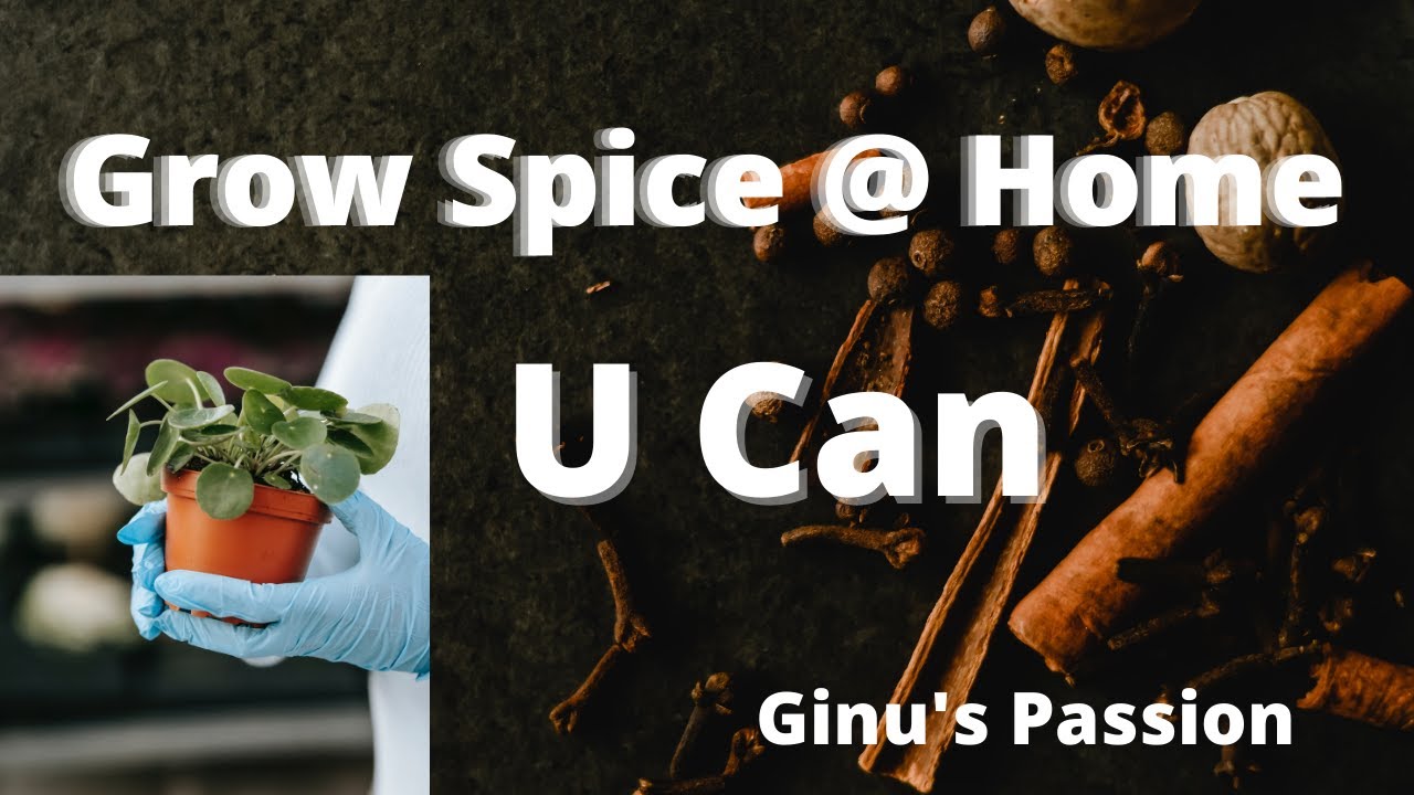 Easy to Grow Spices @ Home u Can | How to Grow spices at home - YouTube
