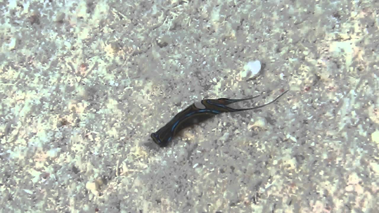 Leech Headshield Slug - YouTube