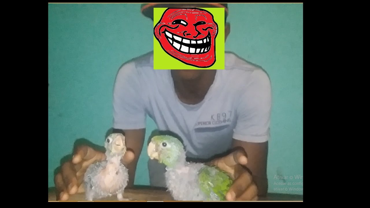 Papagaio e Maritaca filhotes tratando - YouTube