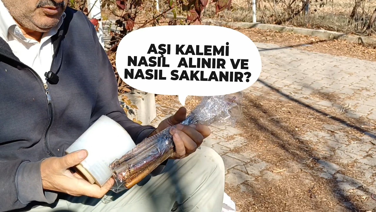 AŞI KALEMİ NASIL ALINIR, NASIL MUHAFAZA EDİLİR? #garden #köy #grafting ...