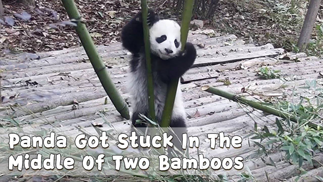 Panda Got Stuck In The Middle Of Two Bamboos | iPanda - YouTube