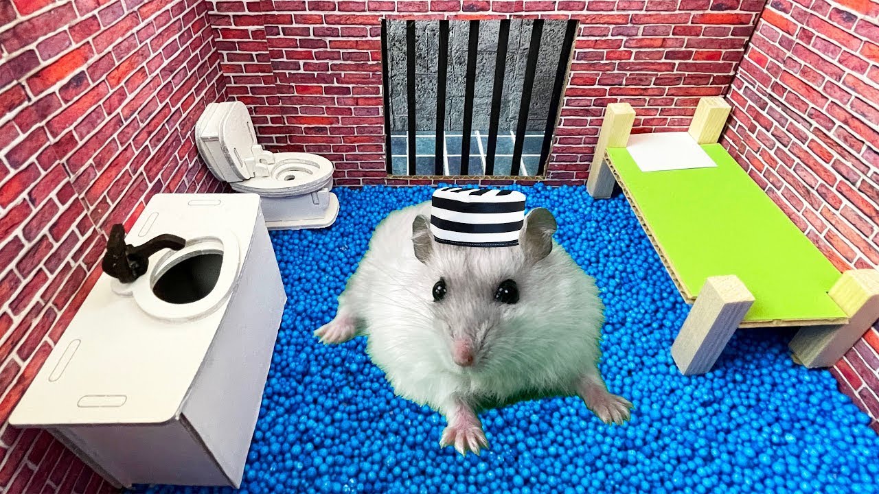 Hamster escapes the awesome maze for Pets in real life in Hamster ...