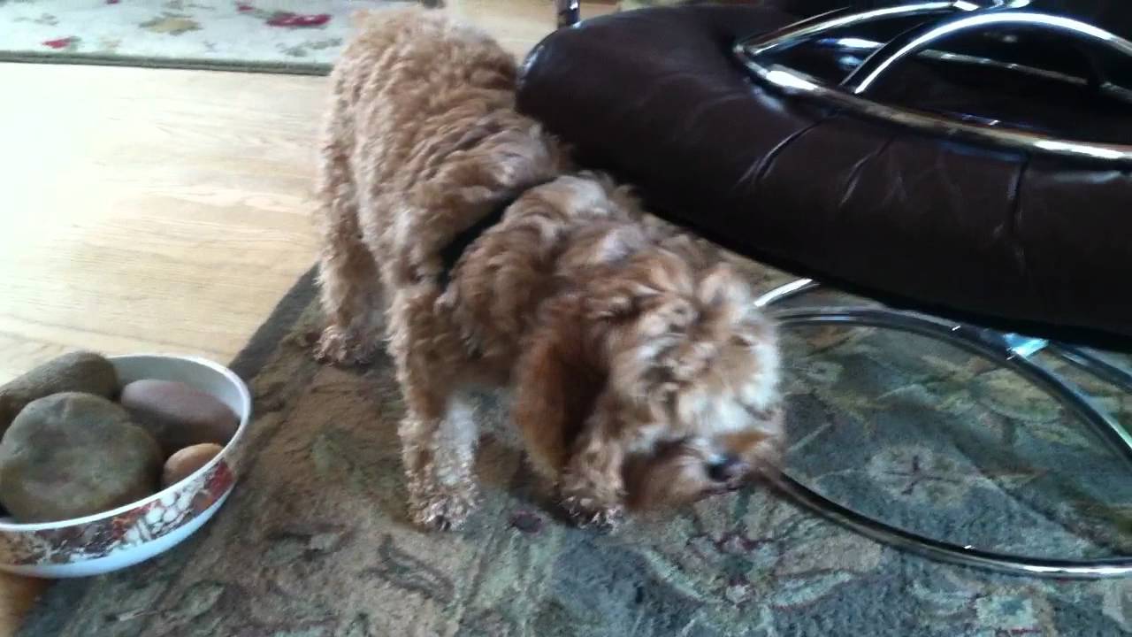 Very Silly Cockapoo - YouTube