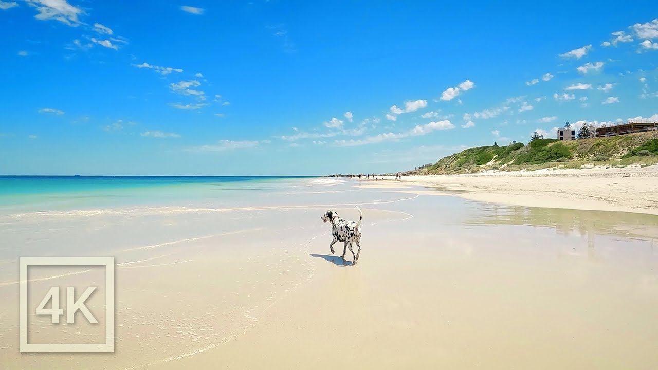 Sunny Australian Beach | Taking my Dalmatian to the Dog Beach | 20 ...