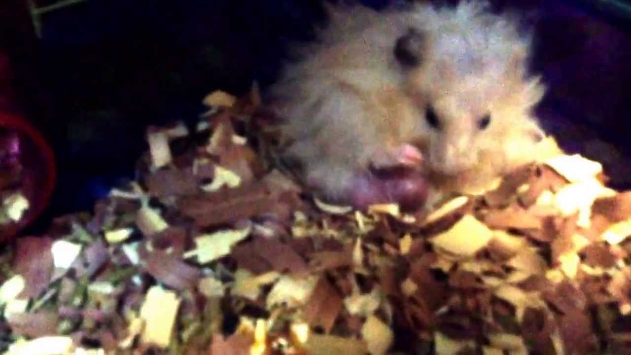 HAMSTER REACTION - YouTube