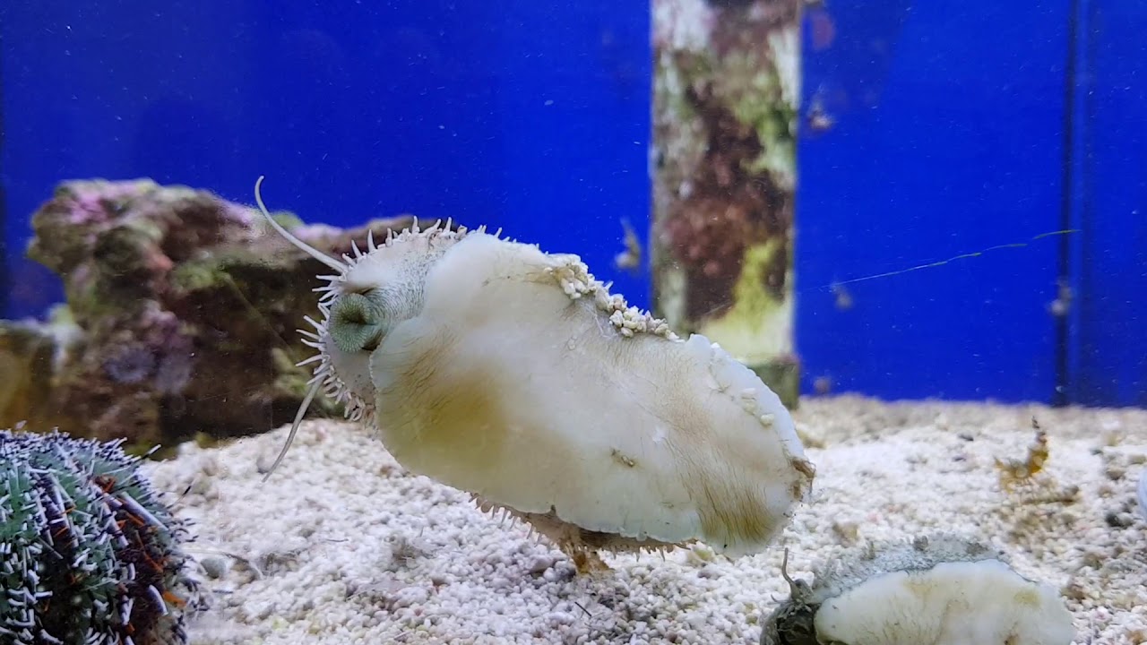 Abalone (Haliotis sp) Herbivorous Snail - Marine Aquarium CUC - YouTube