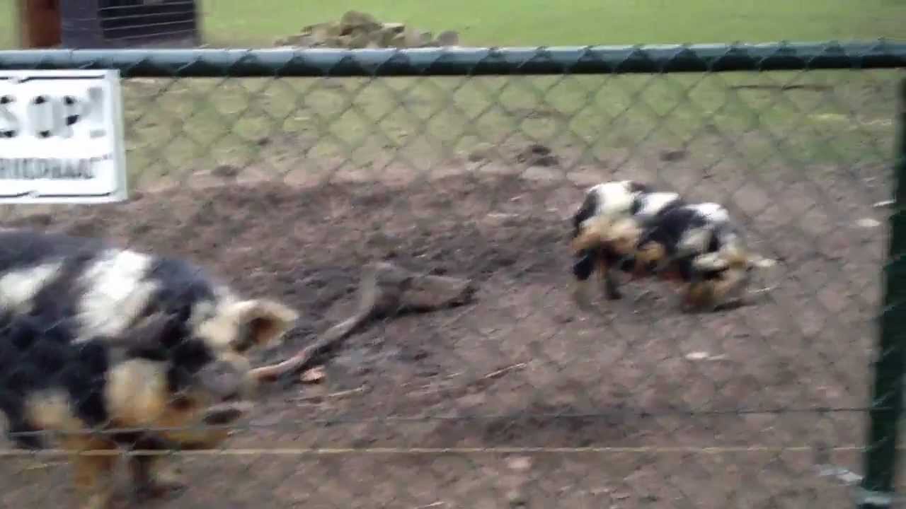 Burping with boars and goats - YouTube