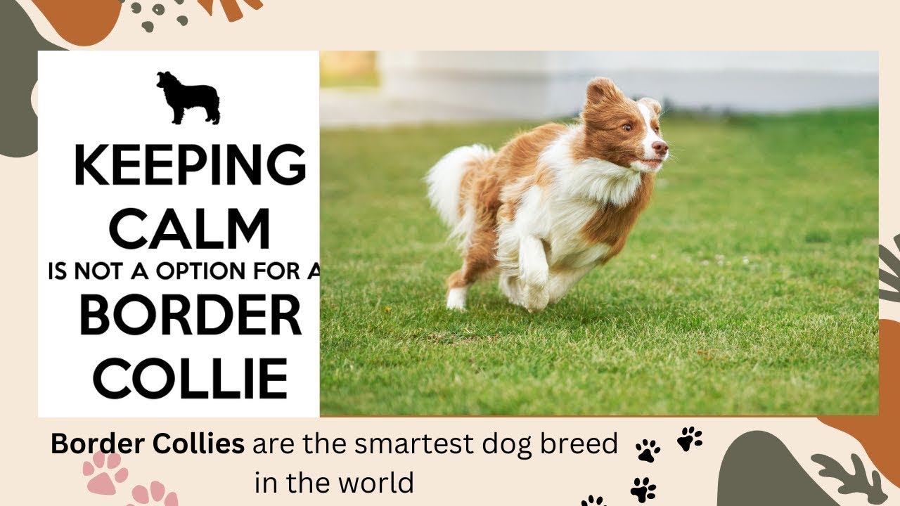 This Border Collie's Fall Adventure Will Leave You Amazed! | Collies ...