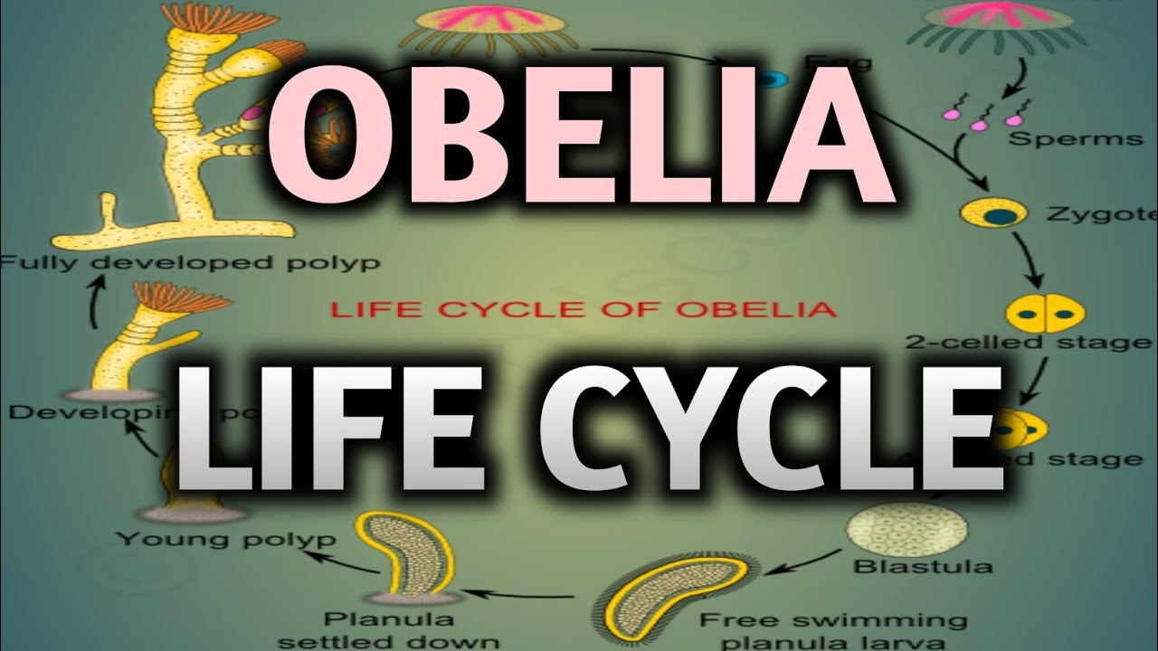 LIFE CYCLE OF OBELIA (FOR B. SC 1st YEAR) - YouTube