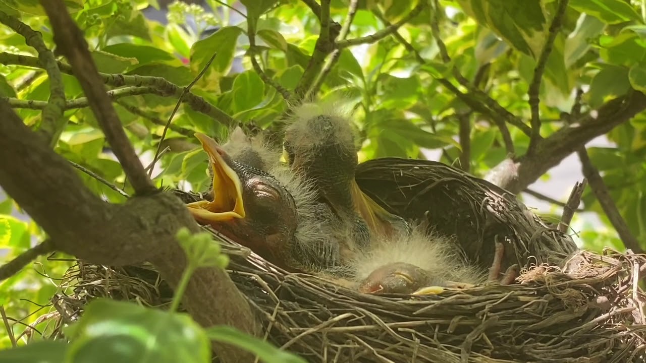 The Adventures of Mama Robin and her Babies - YouTube