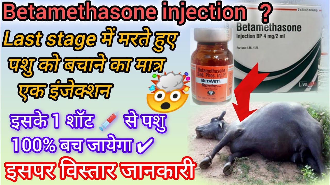 👉 “Betamethasone Injection पशुओं में चमत्कारी असर | 100%0मरते हुए पशु ...