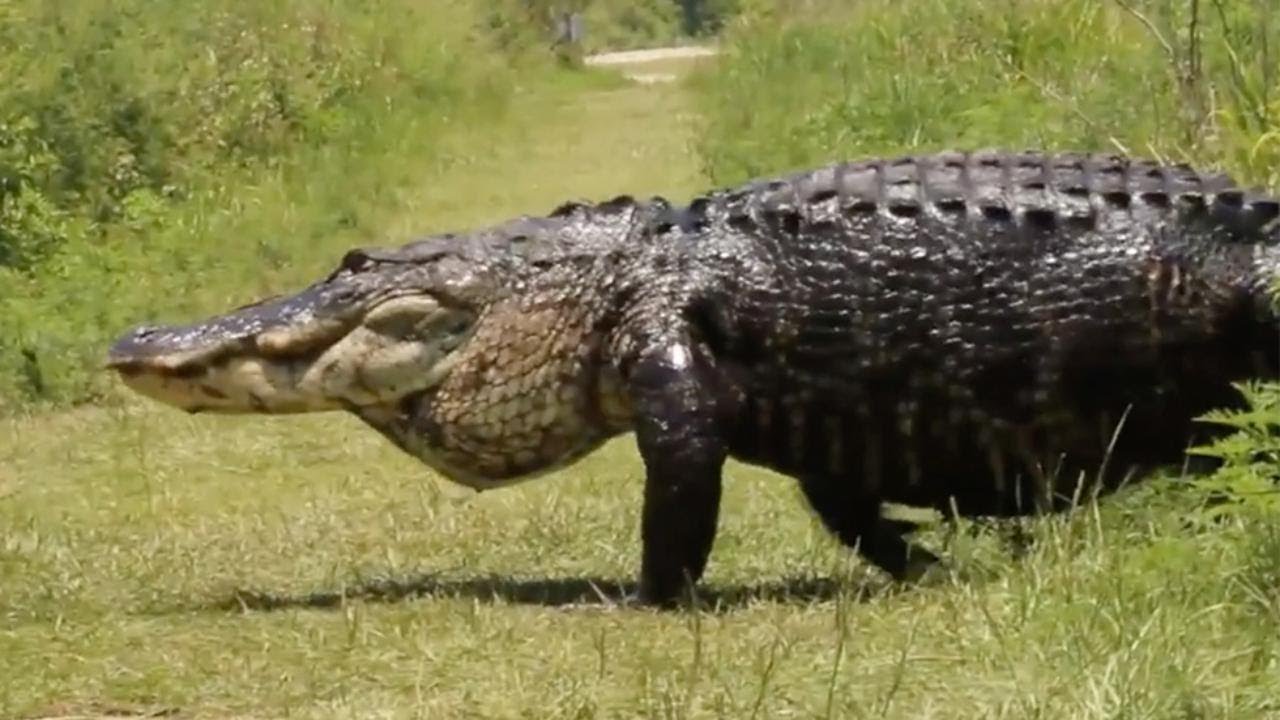 I Fucked Up My Lizard...(Gross) - YouTube