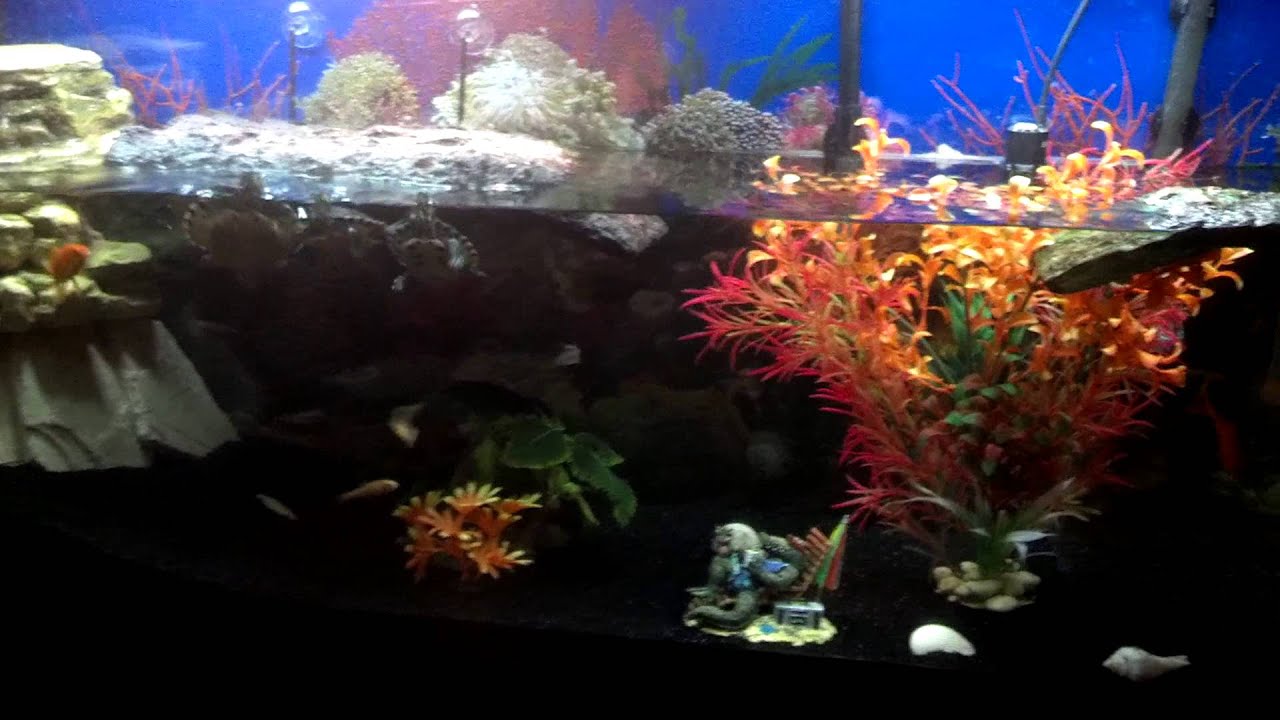 New yellow belly slider turtle tank setup - YouTube