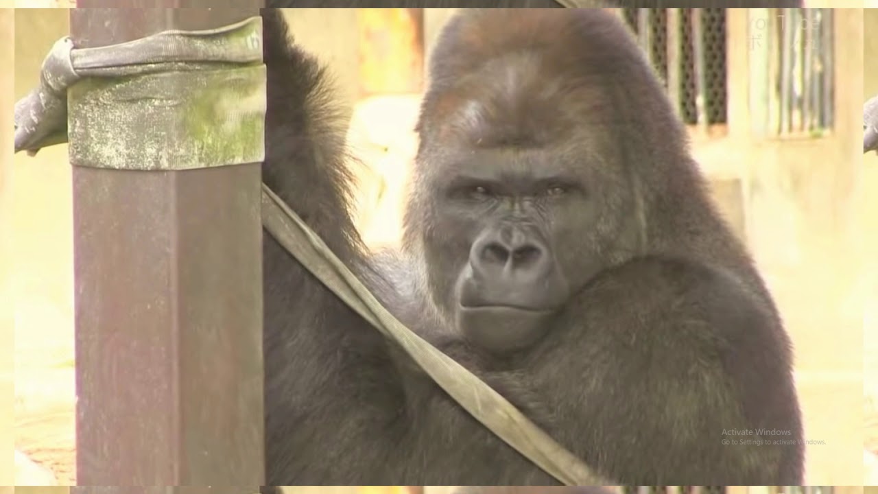 gorilla edit - YouTube