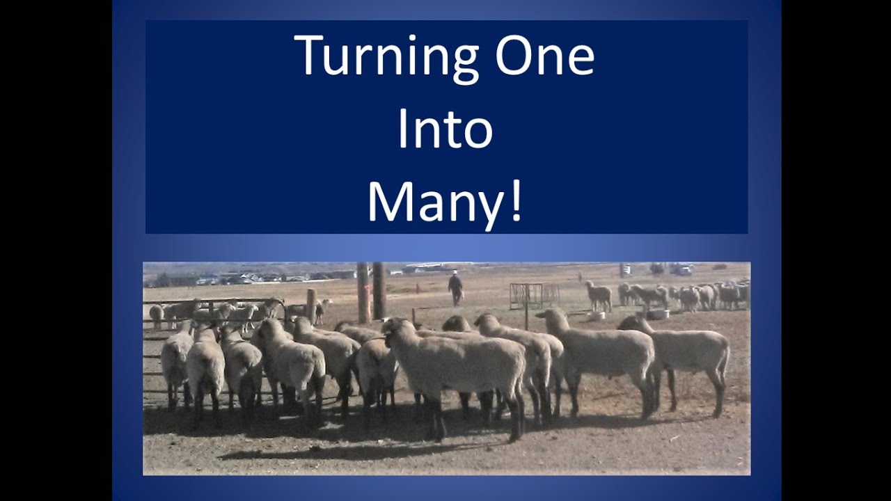 One Into Many - YouTube