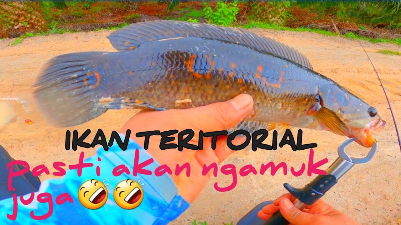 TERNYATA IKAN PREDATOR JUGA TERGODA OLEH RAYUAN UMPAN WALAUPUN DISAAT ...