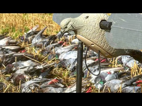 2 MAN Pasture Shoot | Morning Pigeon Hunt - YouTube