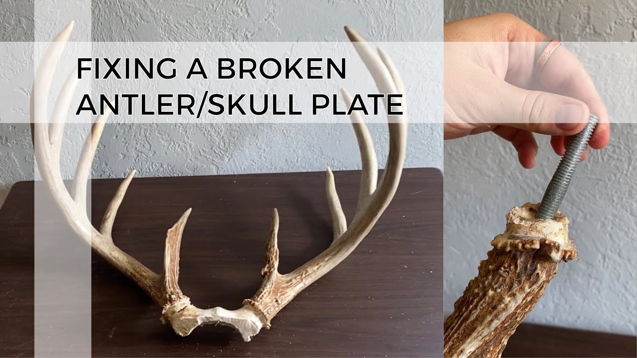 How I Fix a Broken Antler/Skull Plate - YouTube