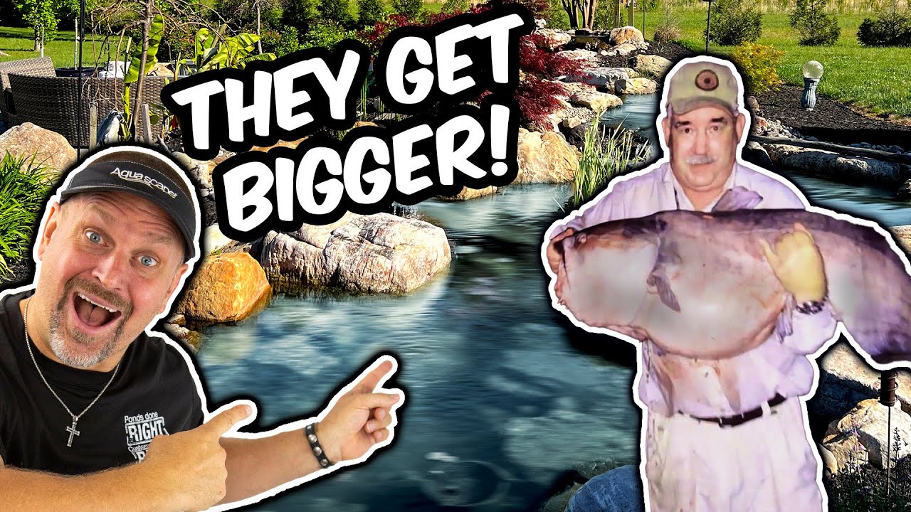 CLEANOUT that became a KOI POND. 70lb CATFISH - YouTube