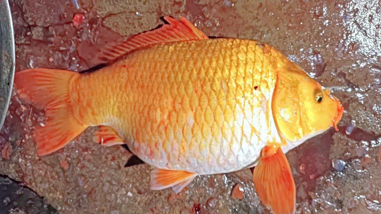 Incredible Popular Orange Carp Fish Cutting Video In Fish Market | Fast ...
