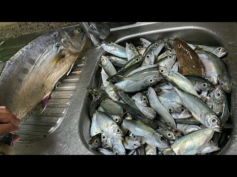 Matang baka hunting | bigeye scad hunting | school of fish | best ...